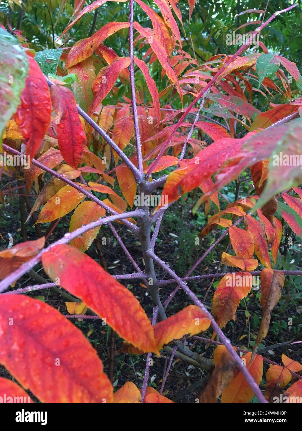 smooth sumac (Rhus glabra) Plantae Stock Photo - Alamy