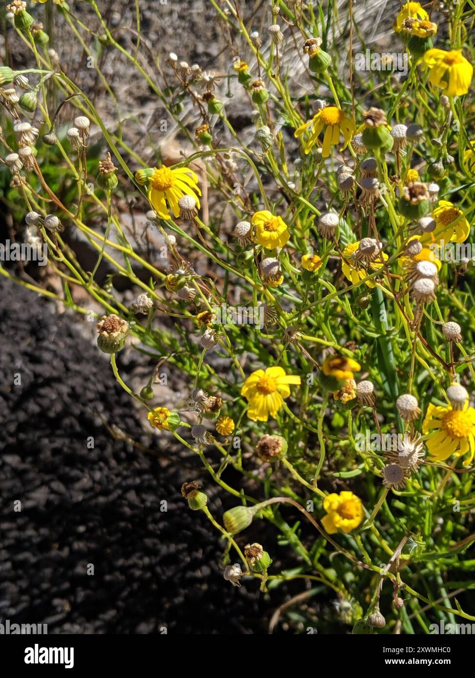 Senecio madagascariensis hi-res stock photography and images - Alamy