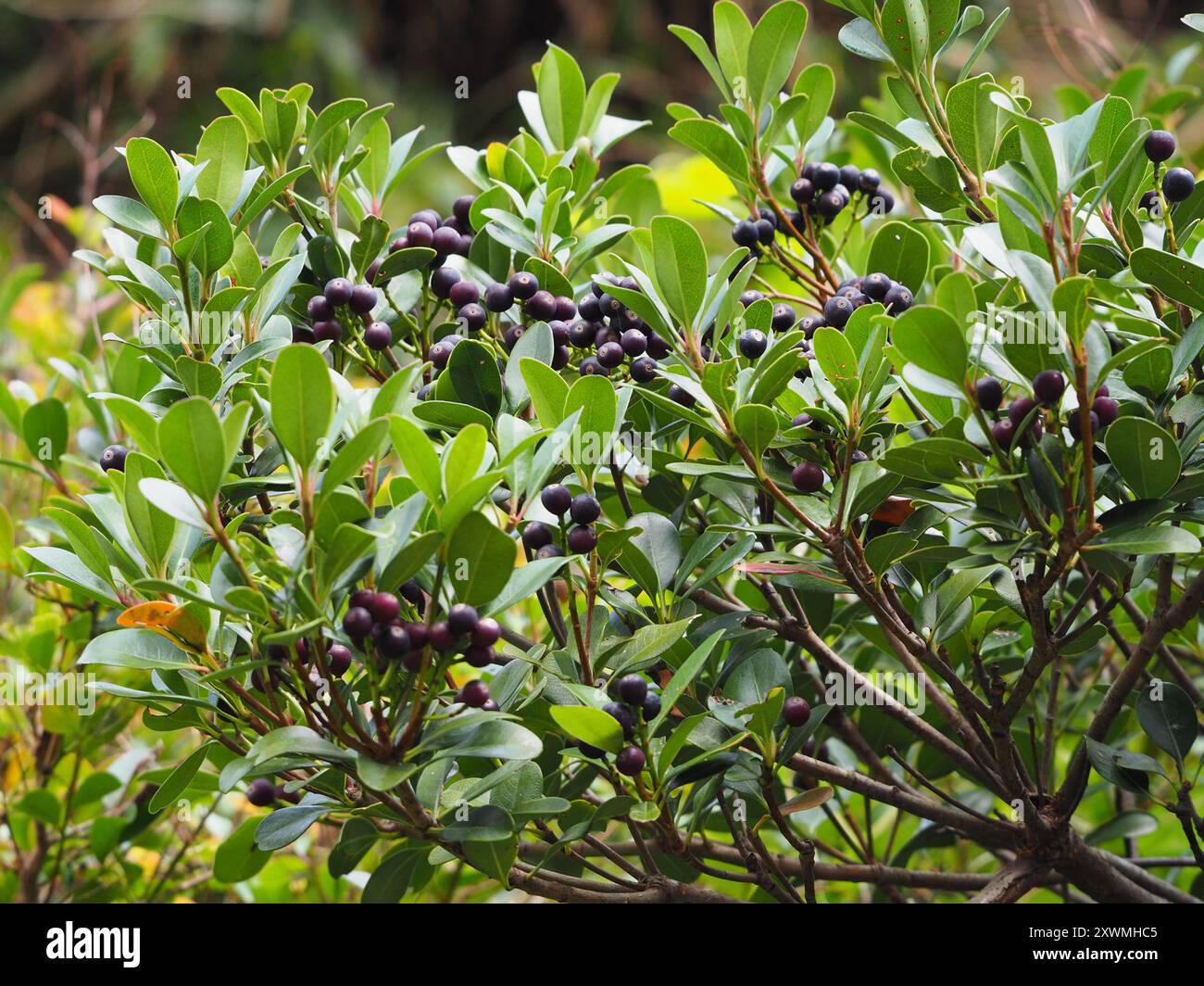 Rhaphiolepis rhaphiolepis umbellata hi-res stock photography and images ...