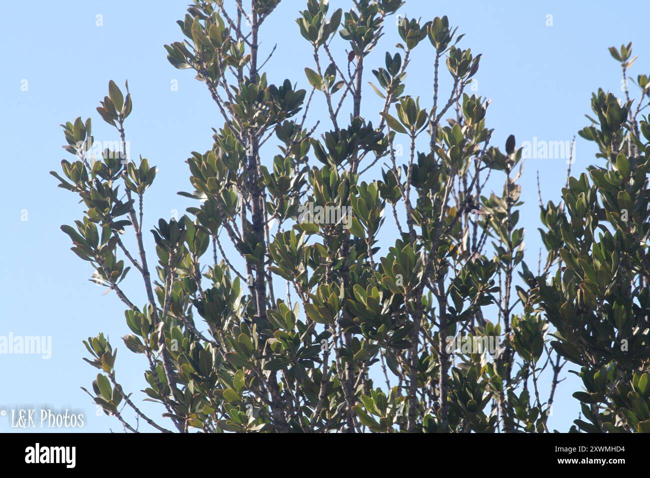 Gifboom (Hyaenanche globosa) Plantae Stock Photo - Alamy