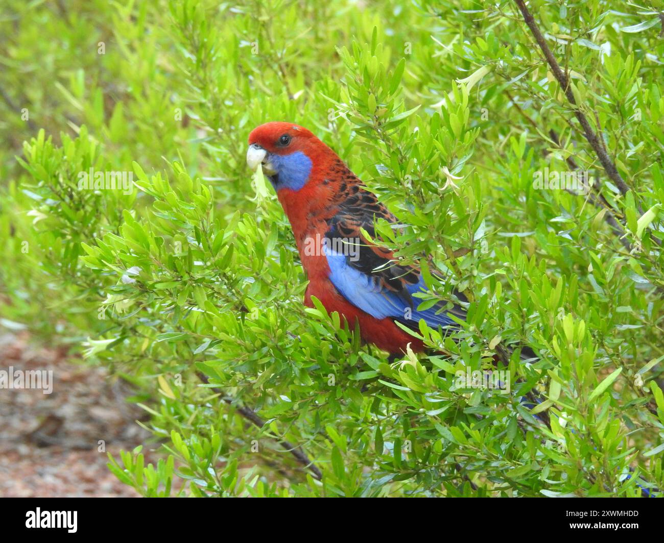 Crimson Rosella (Platycercus elegans) Aves Stock Photo - Alamy
