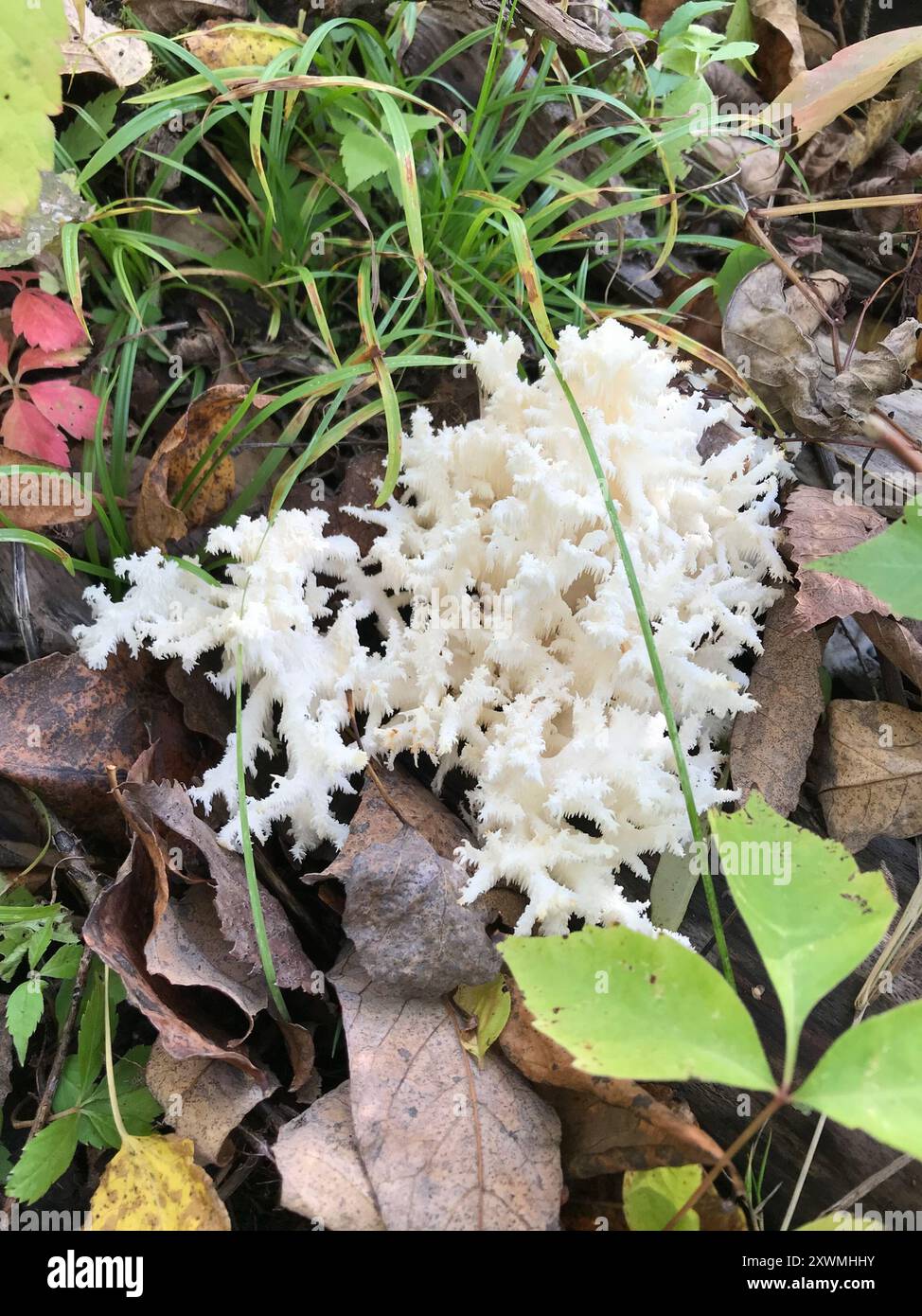 Coral tooth fungus (Hericium coralloides) Fungi Stock Photo - Alamy