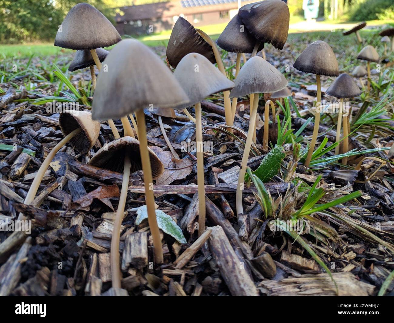 Conopilea hi-res stock photography and images - Alamy