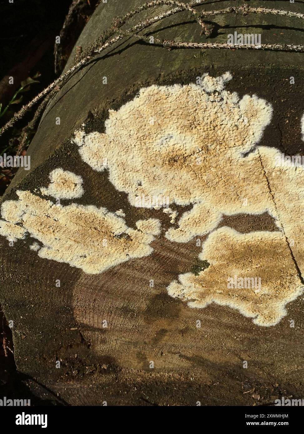 Milk-white Toothed Polypore (Irpex lacteus) Fungi Stock Photo - Alamy