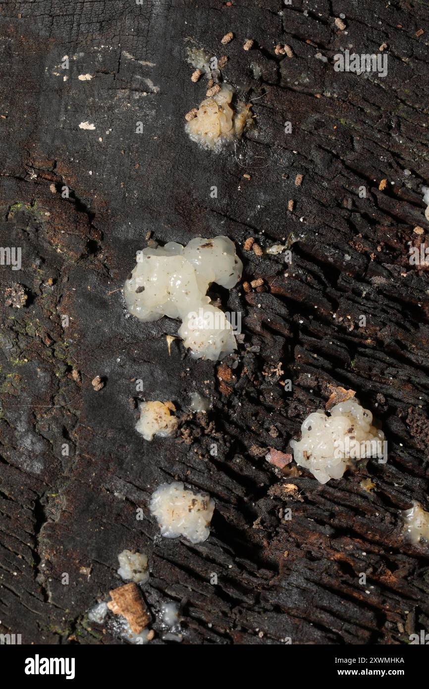 Crystal Brain Fungus (Myxarium nucleatum) Fungi Stock Photo - Alamy