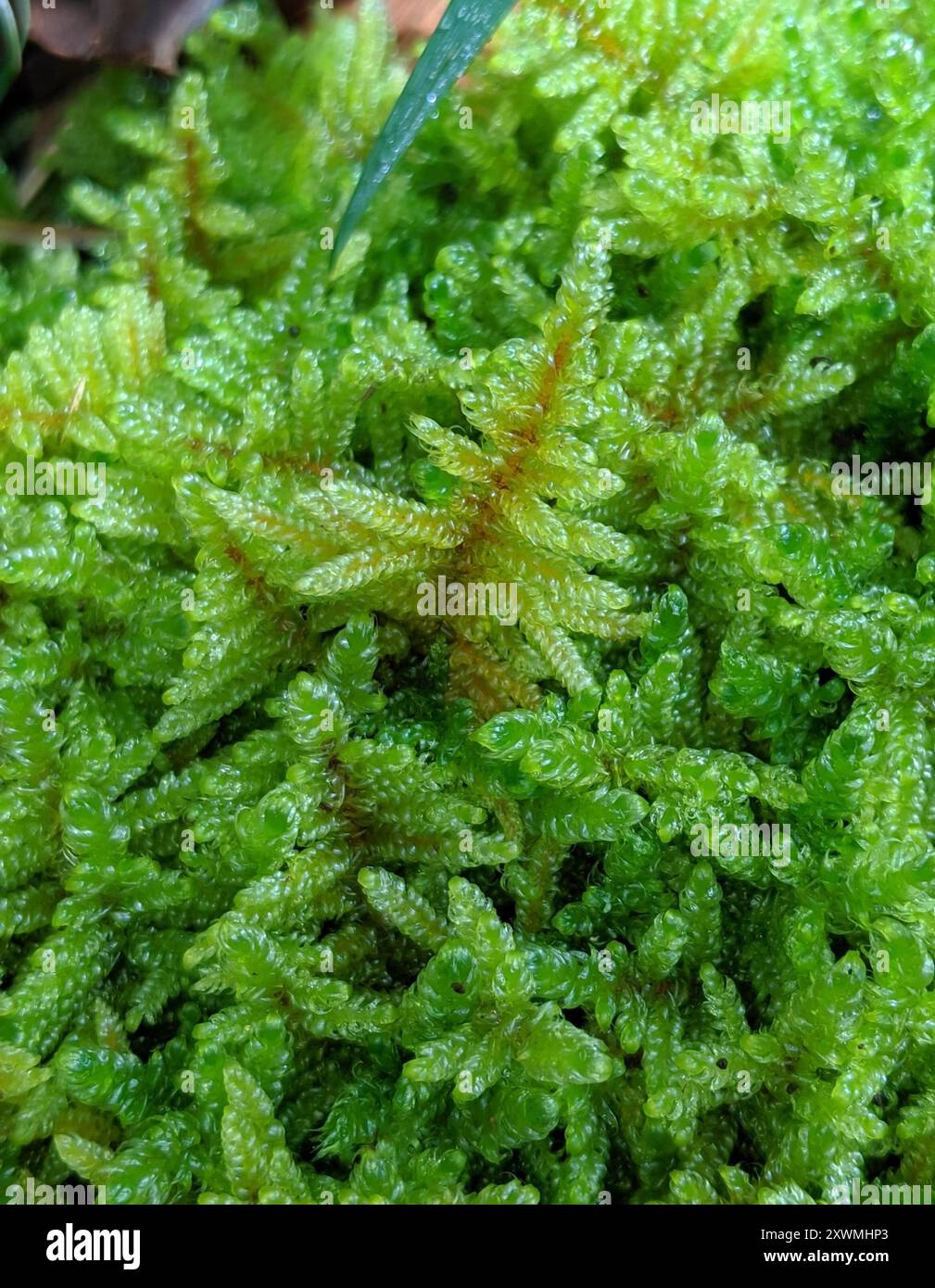 (Hypnum plumaeforme) Plantae Stock Photo - Alamy