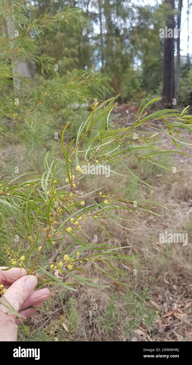Acacia cognata hi-res stock photography and images - Alamy