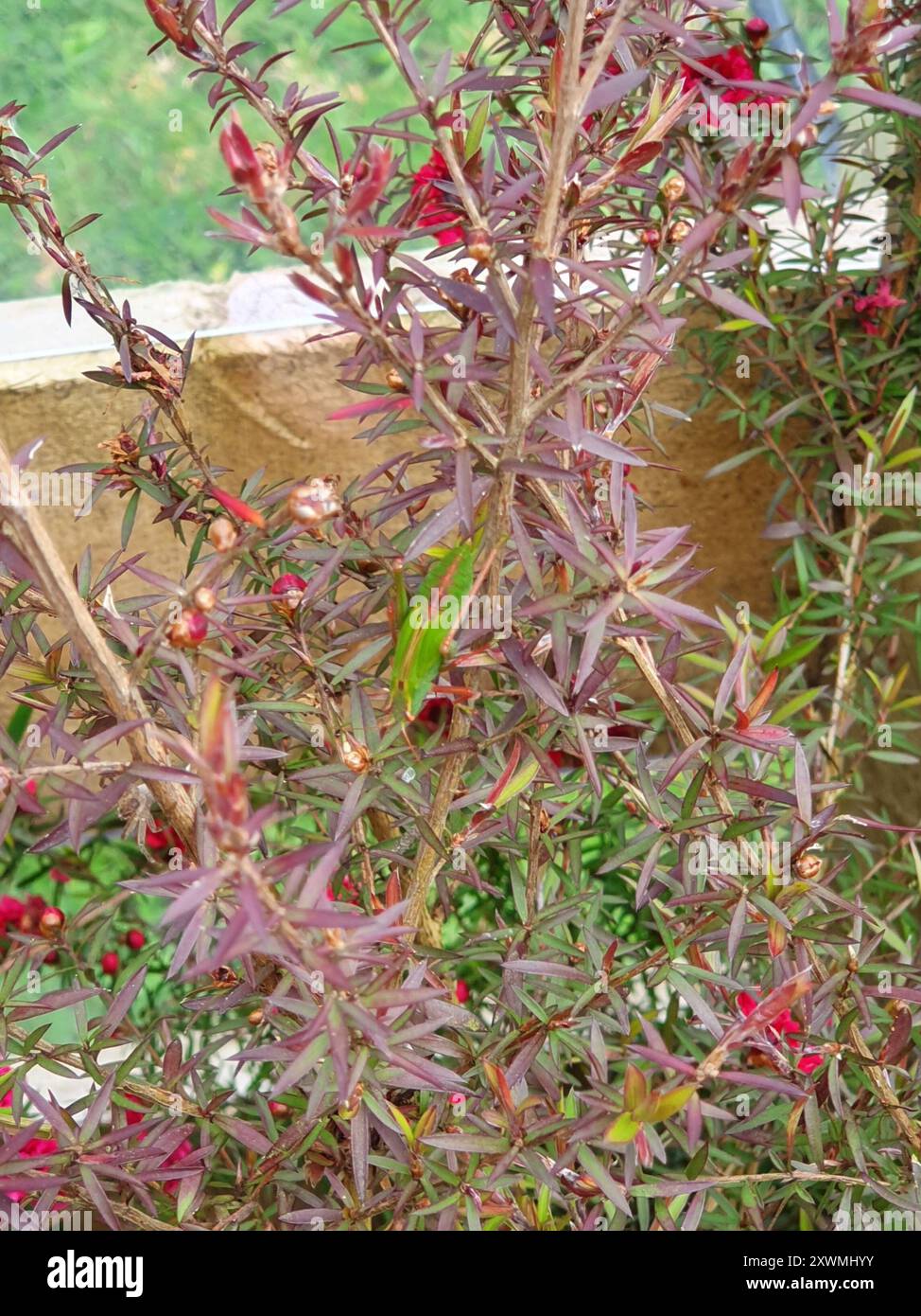 Australian Common Garden Katydid (Caedicia simplex) Insecta Stock Photo ...