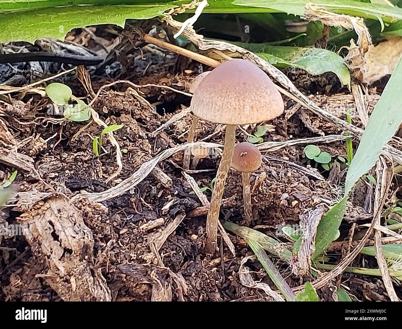 red edge brittlestem (Psathyrella corrugis) Fungi Stock Photo - Alamy