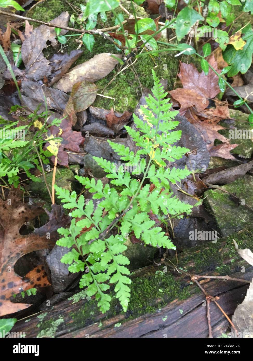 Cystopteris bulbifera hi-res stock photography and images - Alamy