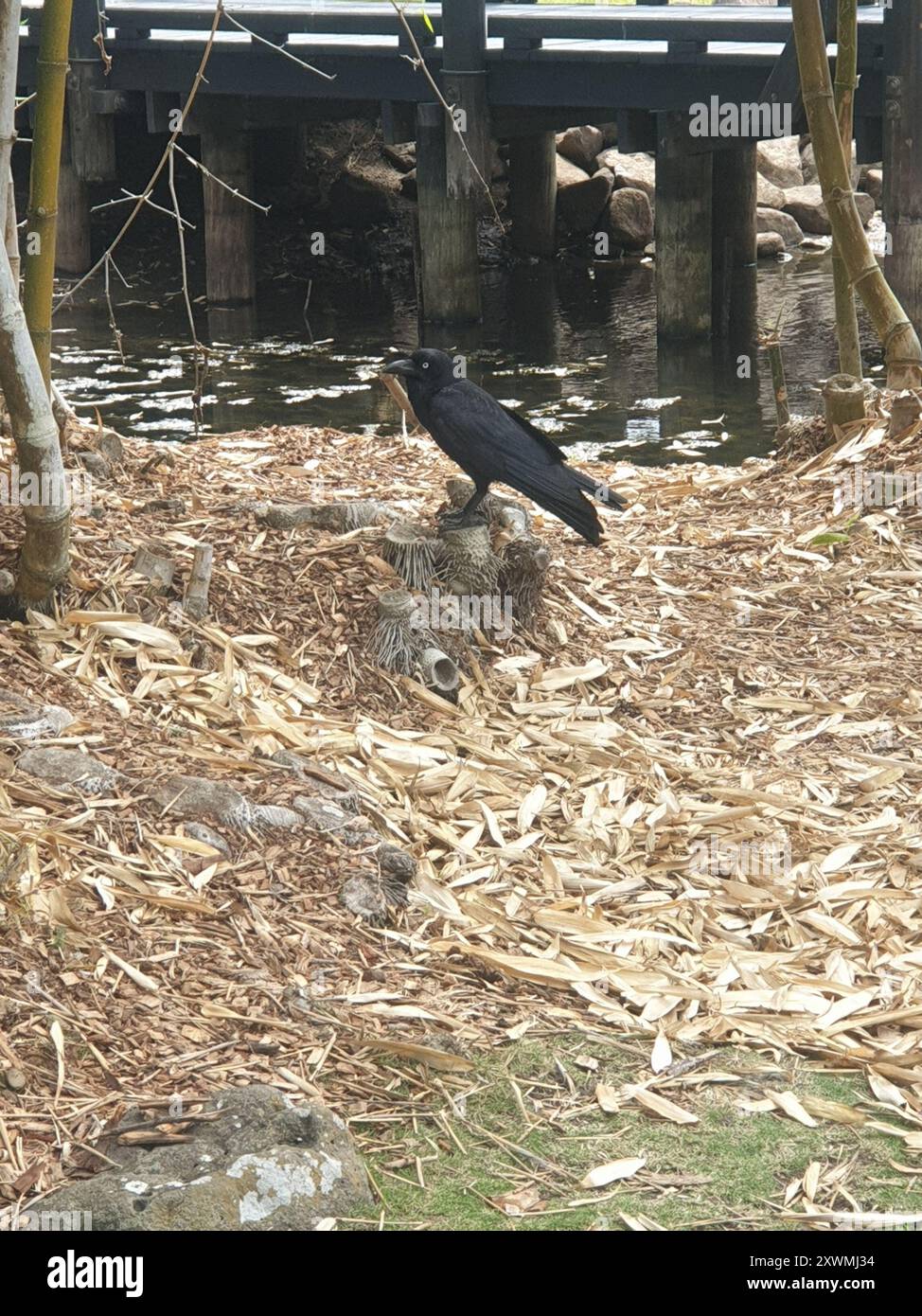 Torresian crow corvus orru hi-res stock photography and images - Alamy