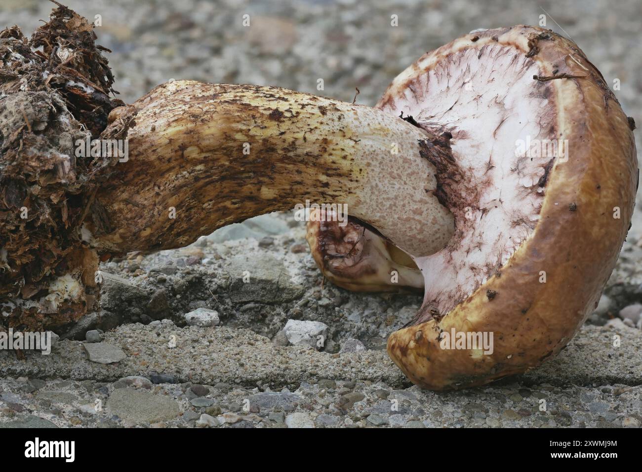 Purple-veiled Slippery Jack (Suillus luteus) Fungi Stock Photo - Alamy