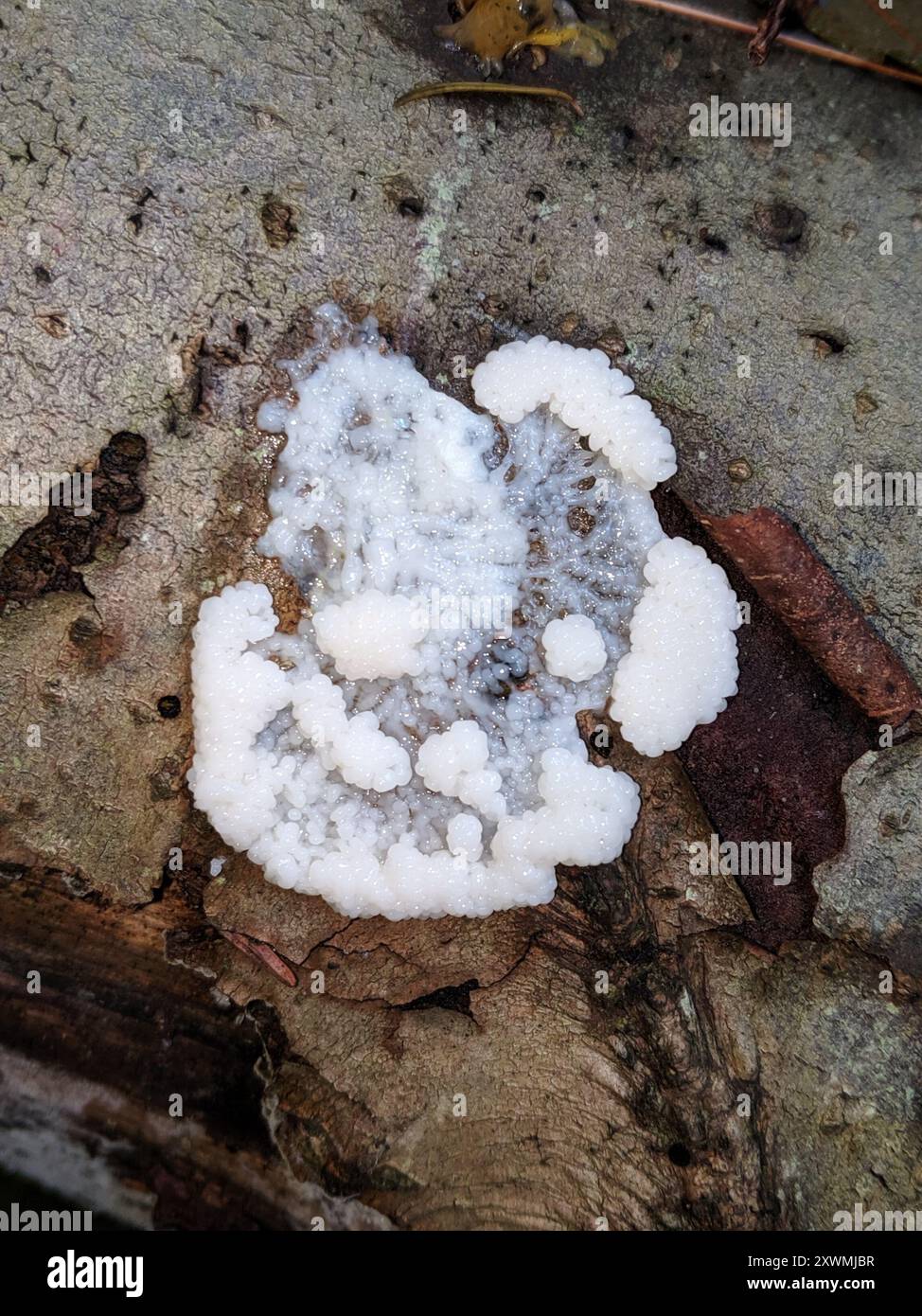 true slime molds (Myxomycetes) Protozoa Stock Photo - Alamy