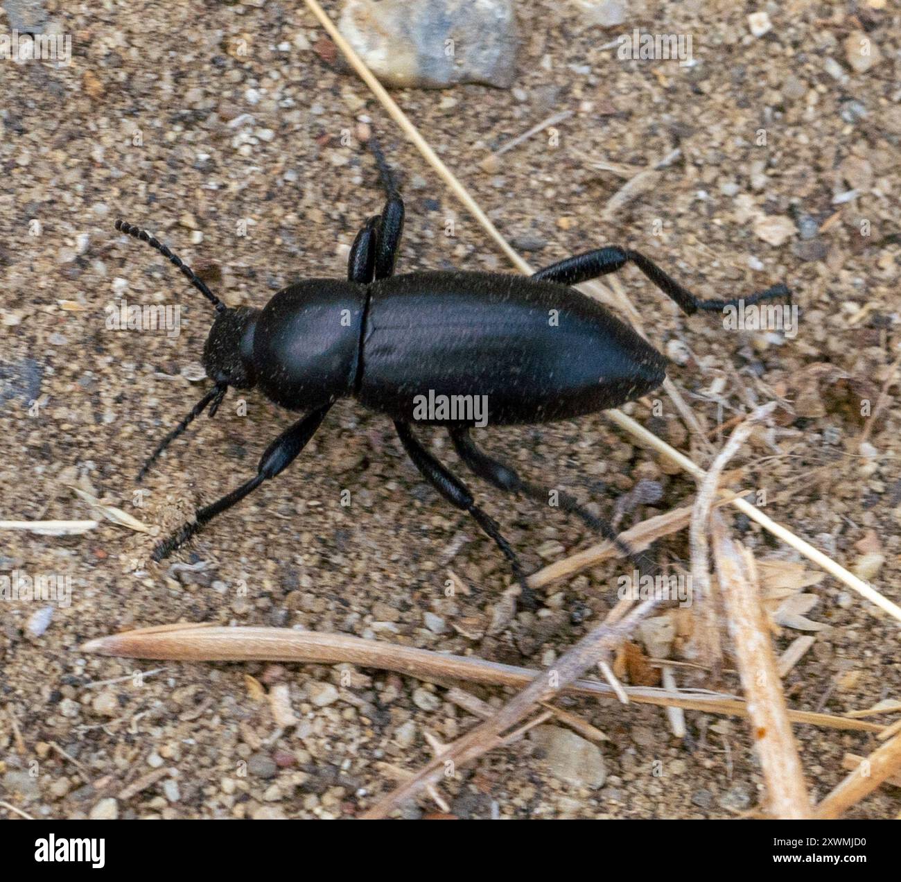 Desert Stink Beetles (Eleodes) Insecta Stock Photo - Alamy