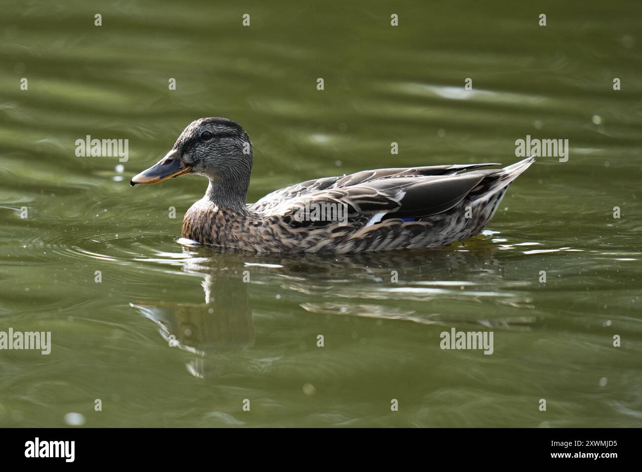 A Mallard duck pictured at Martin Mere. Burscough Stock Photo - Alamy