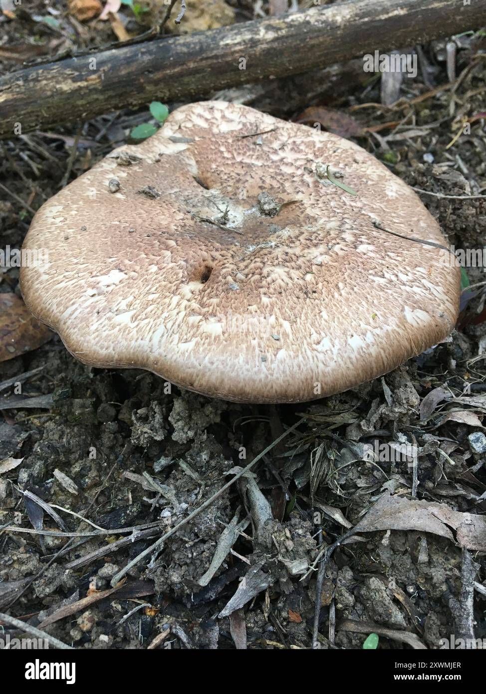 Agaricus augustus fungi hi-res stock photography and images - Alamy