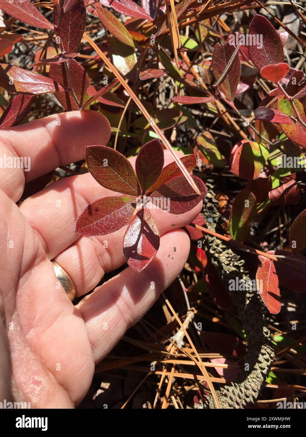 dwarf huckleberry (Gaylussacia dumosa) Plantae Stock Photo - Alamy