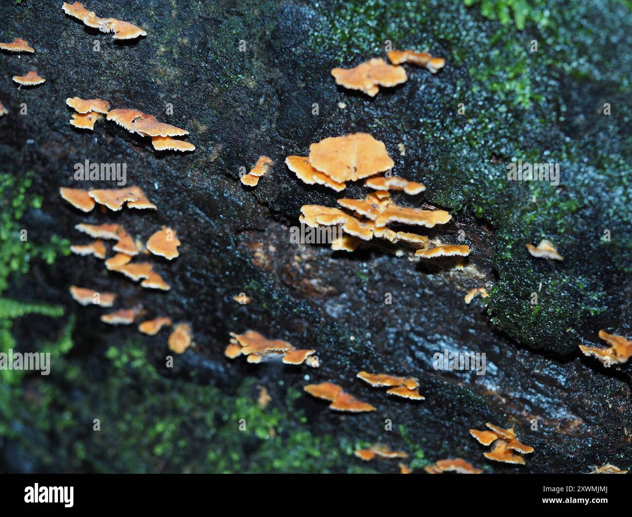 (Cerrena zonata) Fungi Stock Photo - Alamy