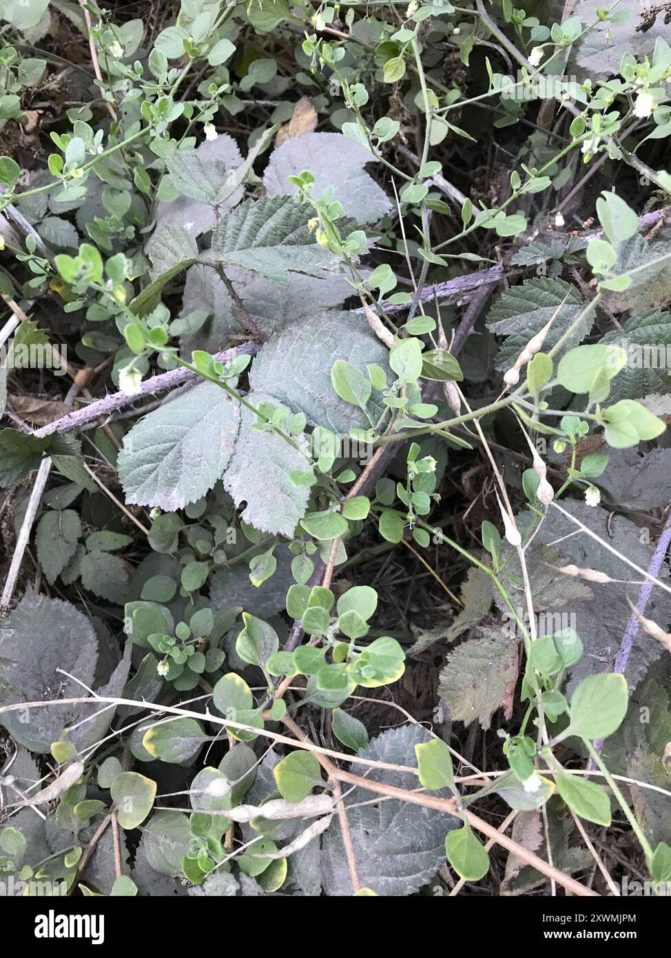 plants (Plantae) Plantae Stock Photo - Alamy