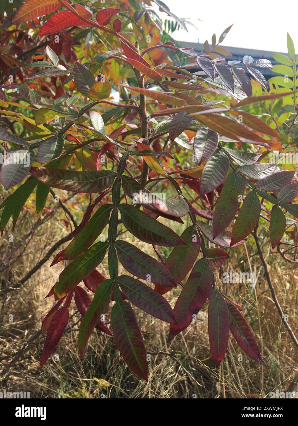 shining sumac (Rhus copallinum) Plantae Stock Photo - Alamy