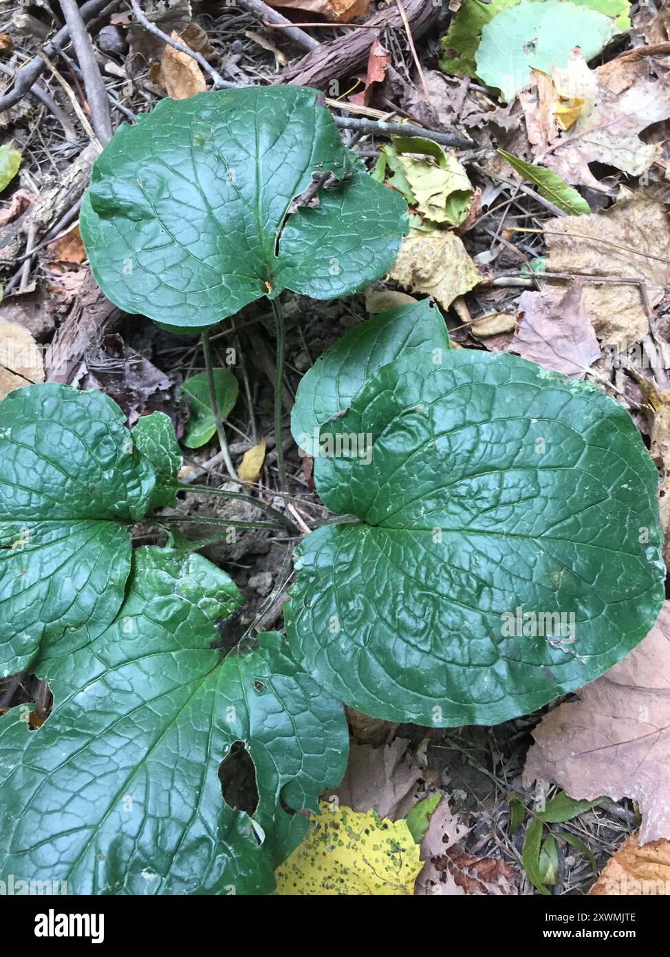 virginia stickseed (Hackelia virginiana) Plantae Stock Photo - Alamy