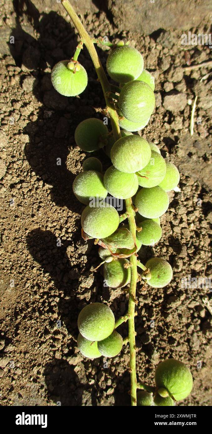 Pappea capensis hi-res stock photography and images - Alamy