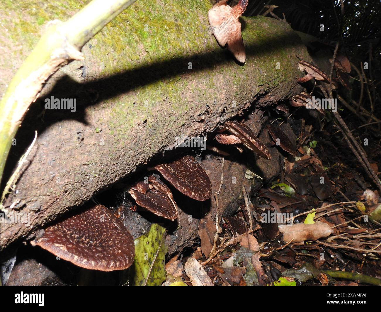 New Zealand shiitake (Lentinula novae-zelandiae) Fungi Stock Photo - Alamy
