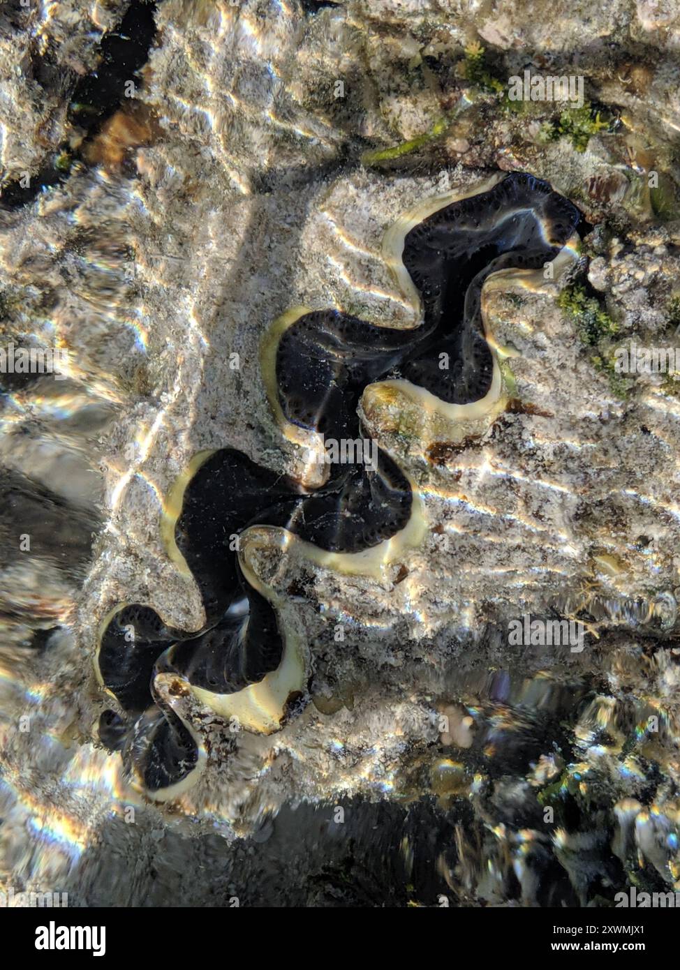 Small Giant Clam (Tridacna maxima) Mollusca Stock Photo - Alamy