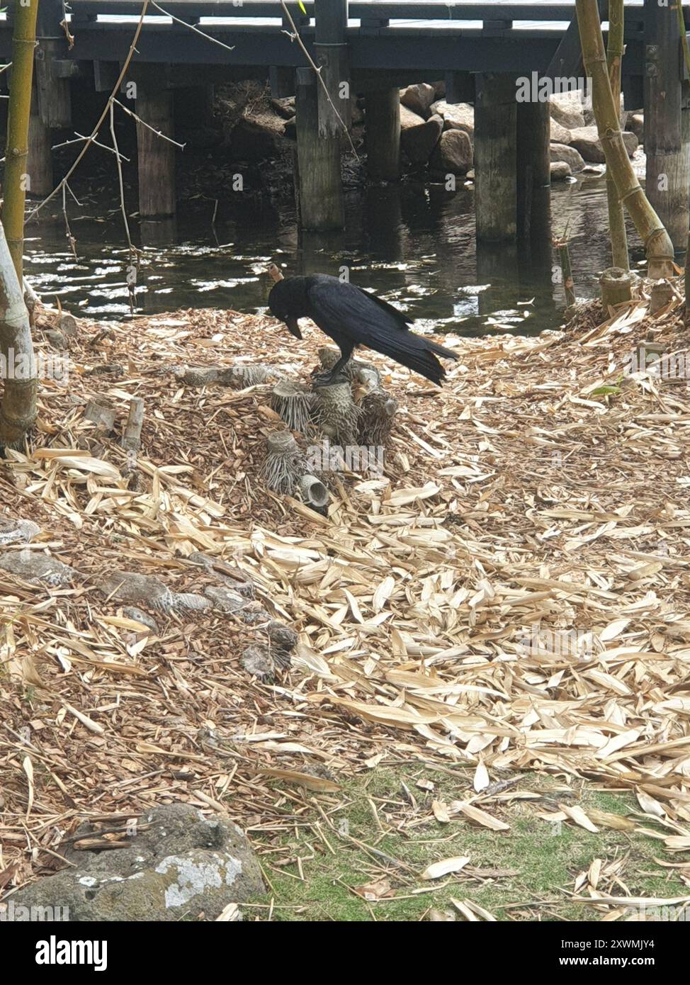 Torresian crow corvus orru hi-res stock photography and images - Alamy