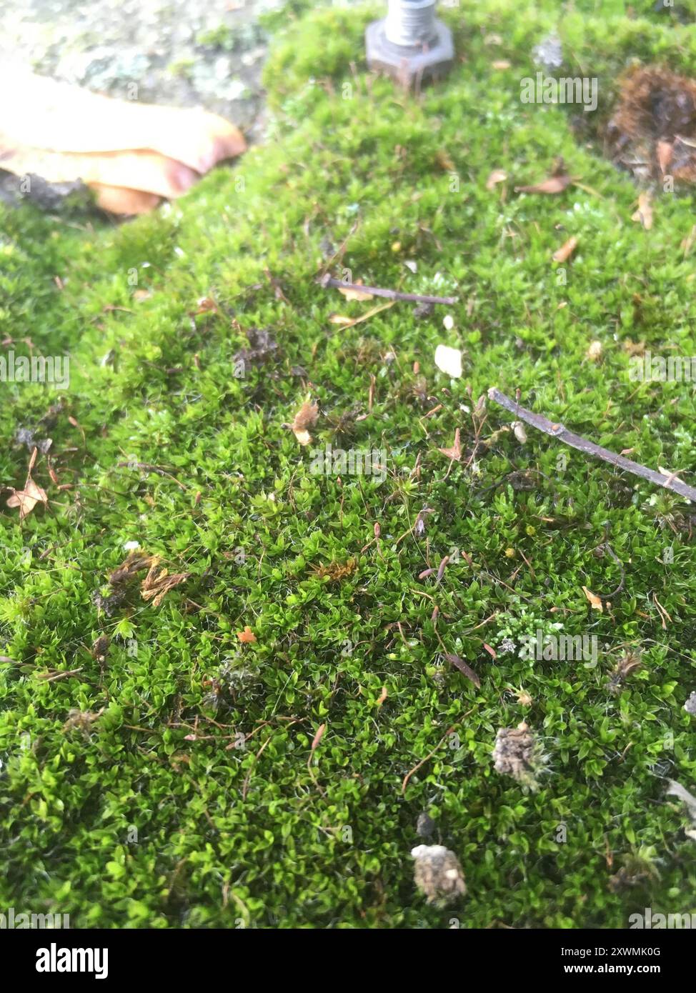 Star Moss (Syntrichia ruralis) Plantae Stock Photo - Alamy