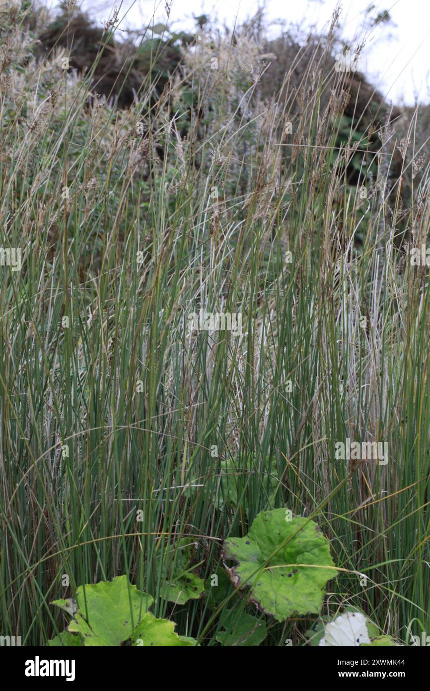 common reed (Phragmites australis) Plantae Stock Photo - Alamy