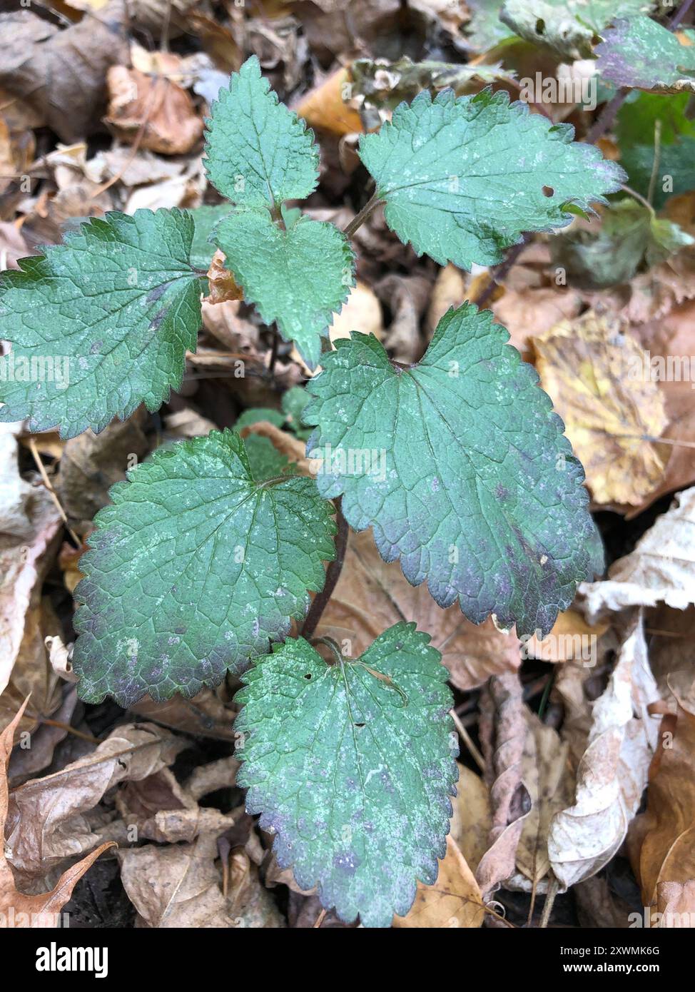 yellow archangel (Lamium galeobdolon) Plantae Stock Photo - Alamy