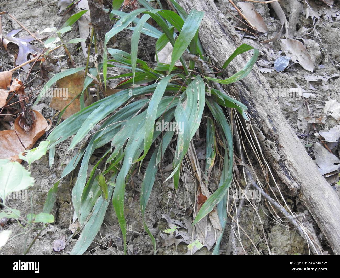 White Bear Sedge (Carex albursina) Plantae Stock Photo - Alamy