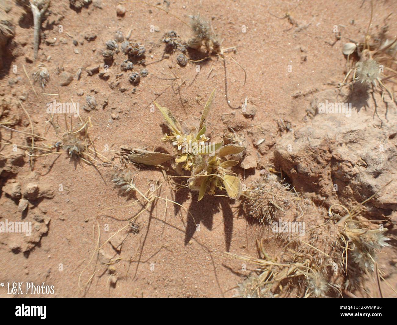 Vomitdaisies (Geigeria) Plantae Stock Photo - Alamy