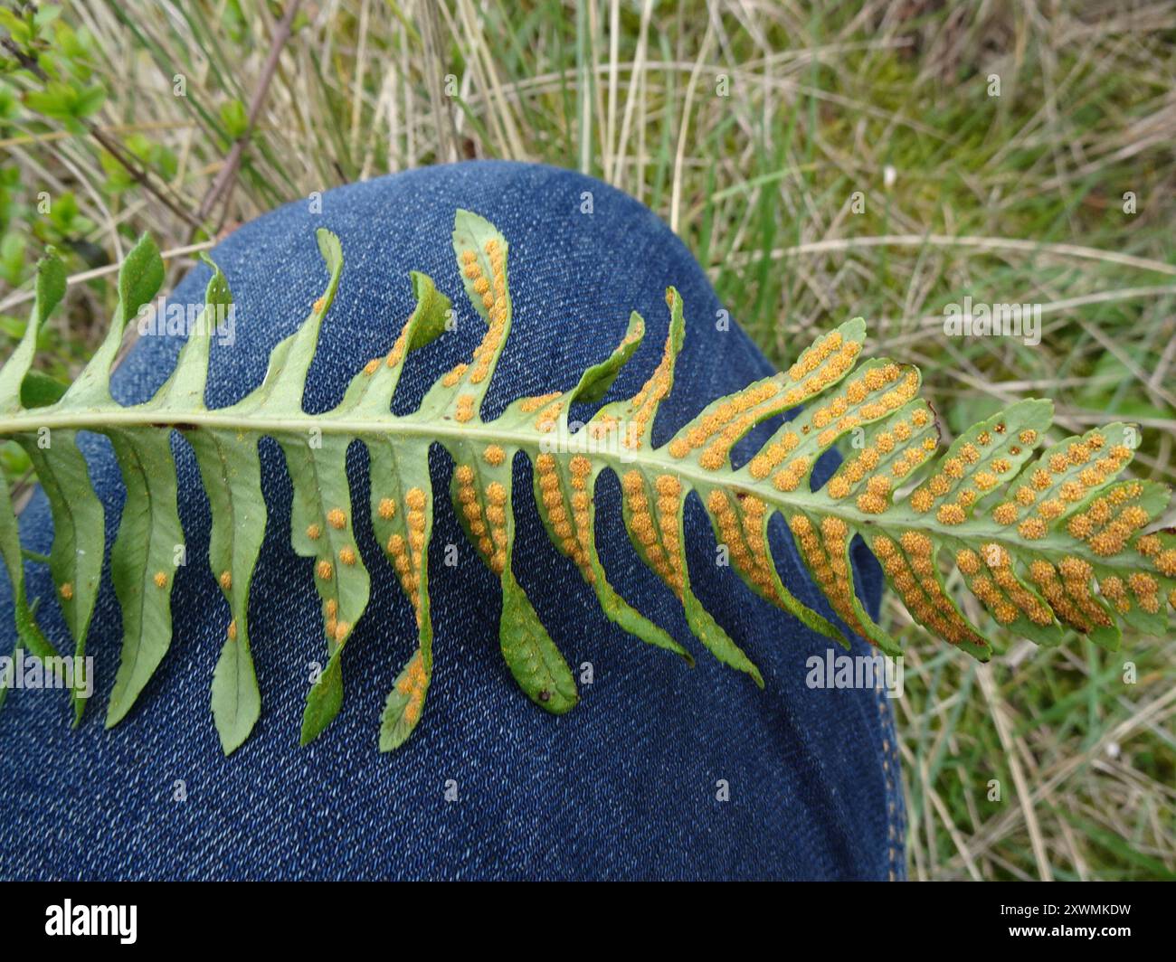 intermediate polypody (Polypodium interjectum) Plantae Stock Photo - Alamy