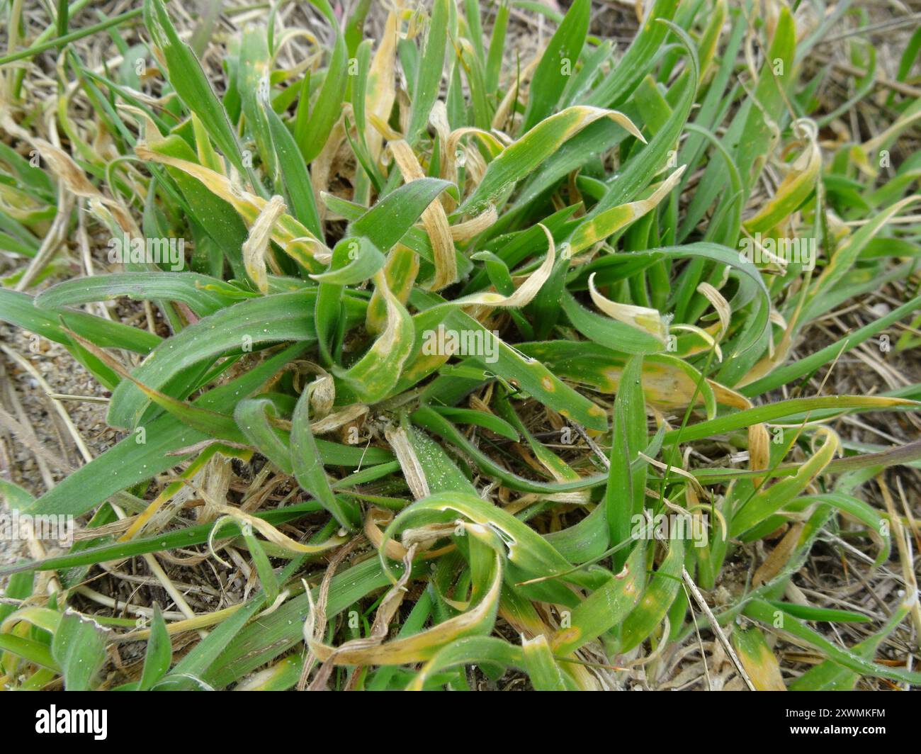 Hare's Tail Grass (Lagurus ovatus) Plantae Stock Photo - Alamy