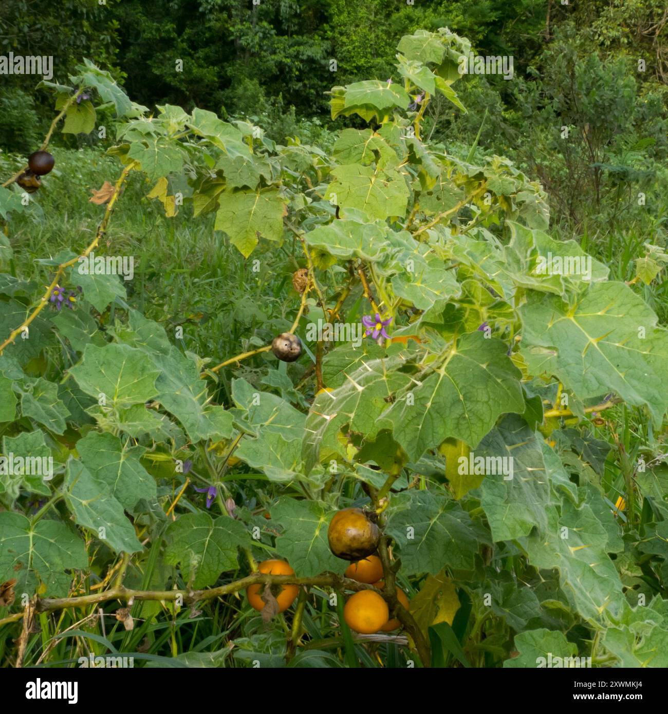 nipplefruit (Solanum mammosum) Plantae Stock Photo - Alamy