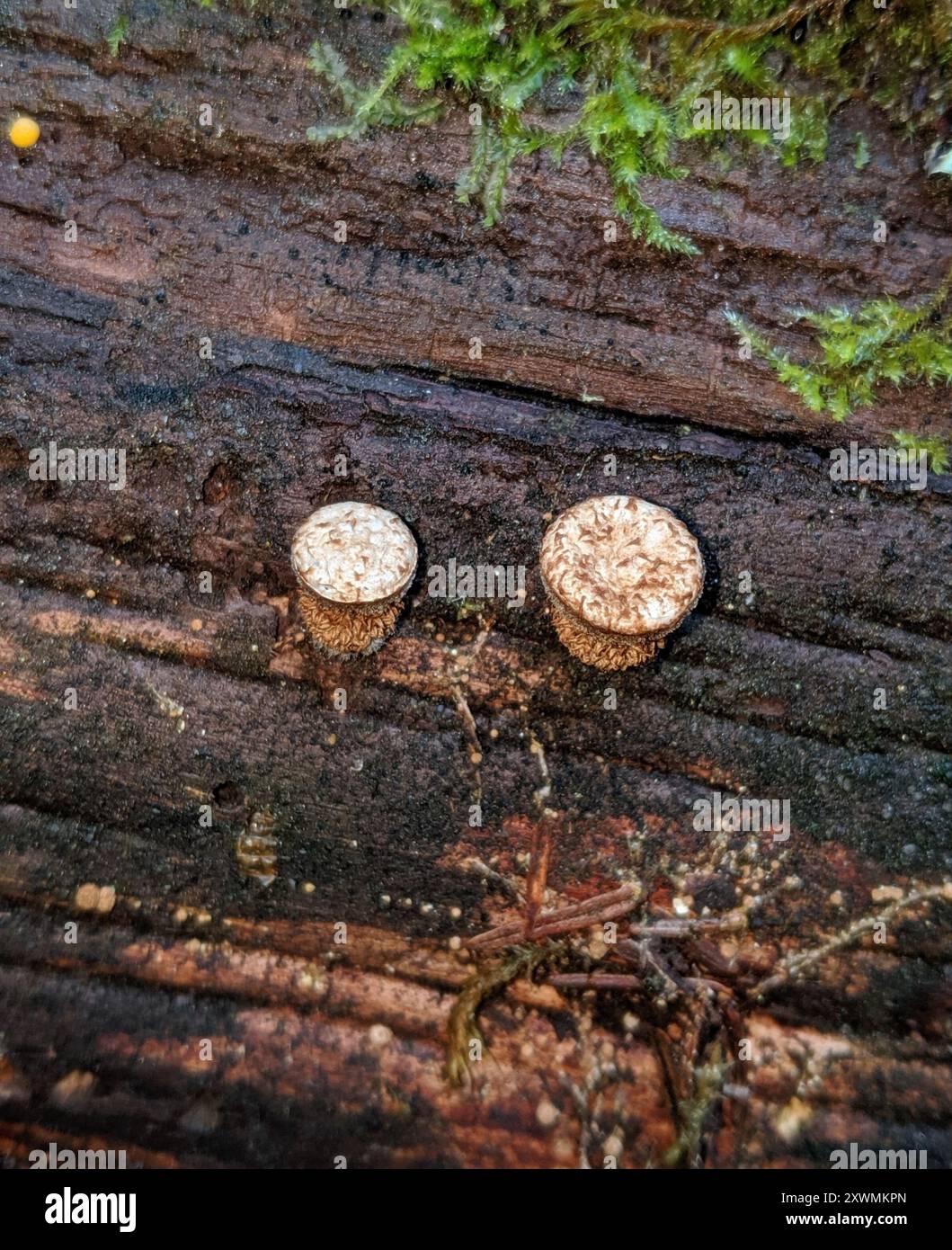 bird's nest fungi (Nidulariaceae) Fungi Stock Photo - Alamy