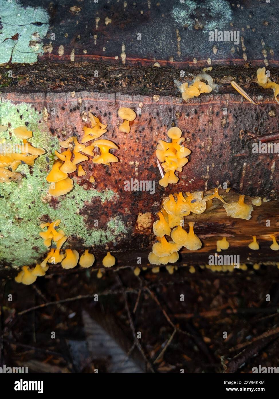 (Guepiniopsis buccina) Fungi Stock Photo - Alamy