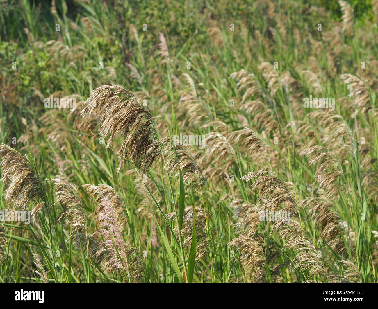 common reed (Phragmites australis) Plantae Stock Photo - Alamy