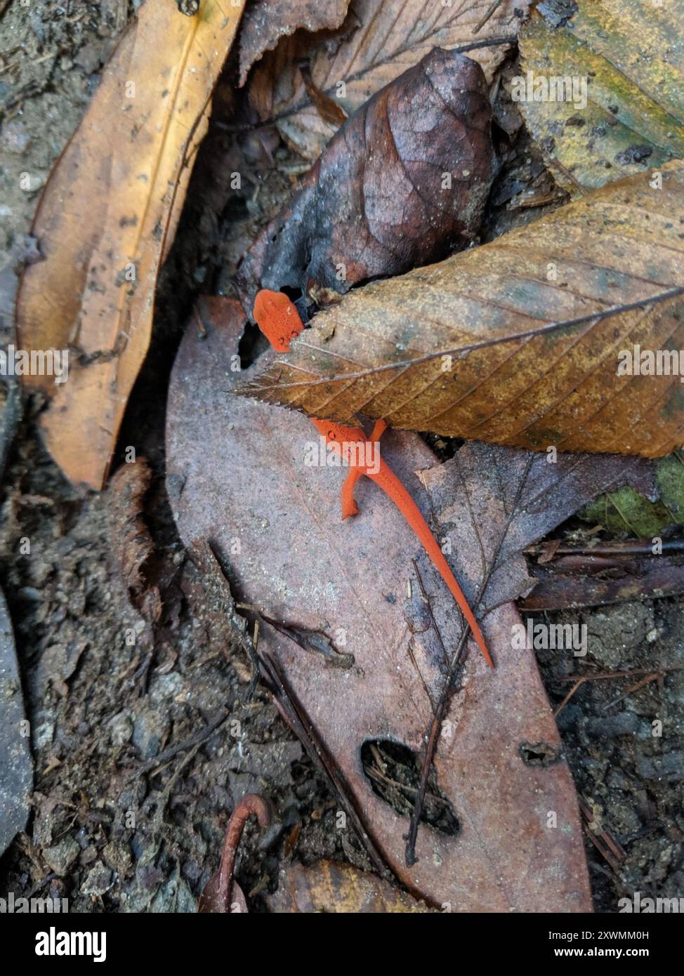 Eastern Newt (Notophthalmus viridescens) Amphibia Stock Photo - Alamy