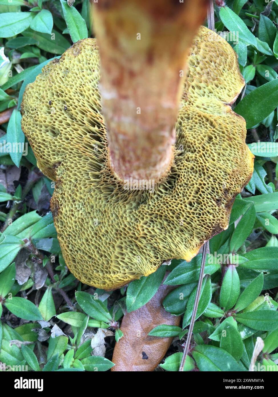 Ruby Bolete (Hortiboletus rubellus) Fungi Stock Photo - Alamy