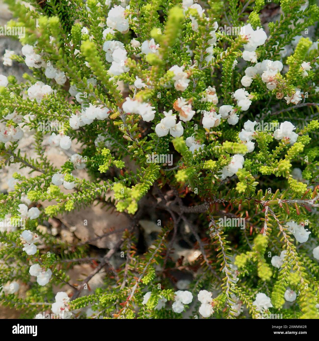 Stunning Heath (Erica formosa) Plantae Stock Photo - Alamy