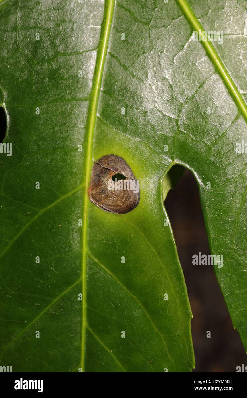 Leaf spot of ivy (Boeremia hedericola) Fungi Stock Photo - Alamy