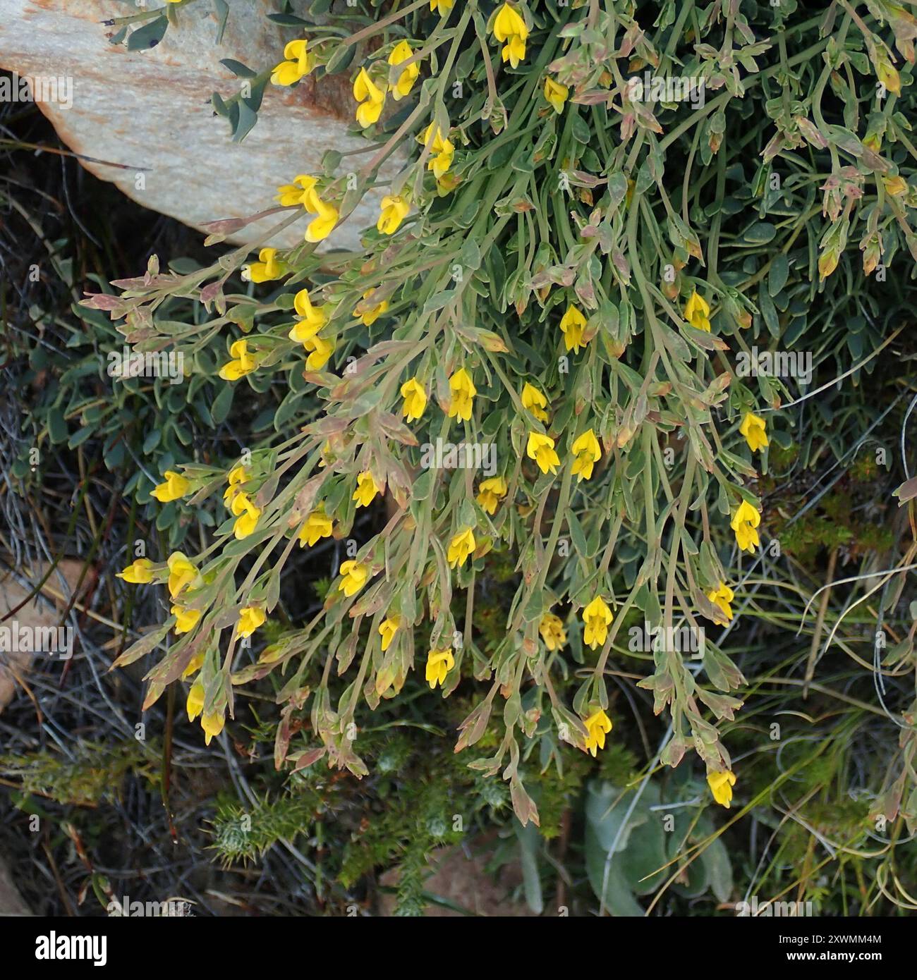 Common Cape Widowpea (Rafnia capensis capensis) Plantae Stock Photo - Alamy