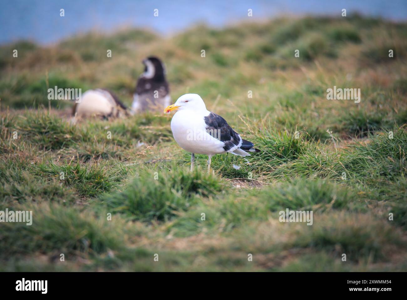 Sea Birds of the Magdalena island, Chile Stock Photo - Alamy