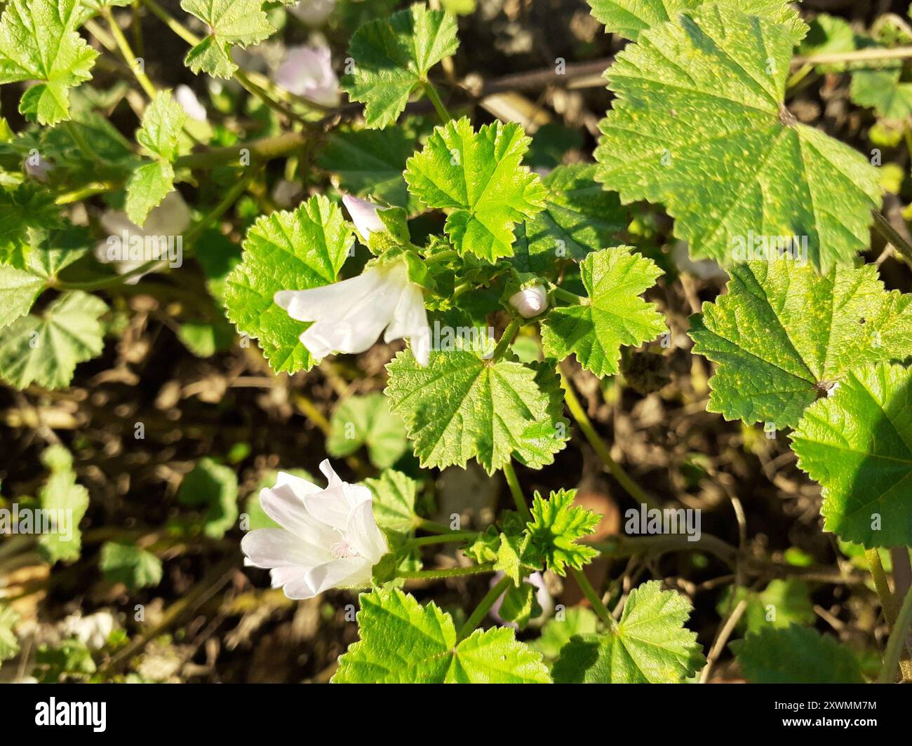 dwarf mallow (Malva neglecta) Plantae Stock Photo - Alamy