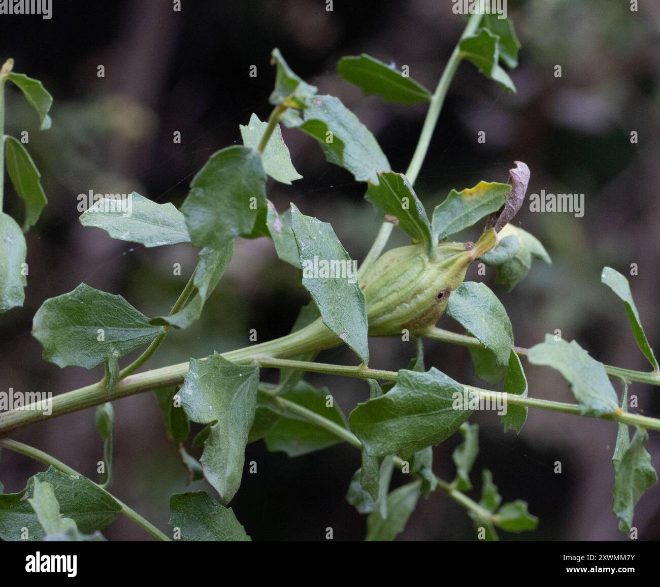 Coyote Brush Stem Gall Moth (Gnorimoschema baccharisella) Insecta Stock ...