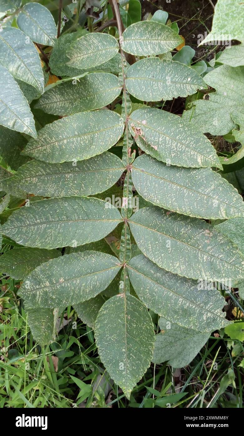 Chinese sumac (Rhus chinensis) Plantae Stock Photo - Alamy
