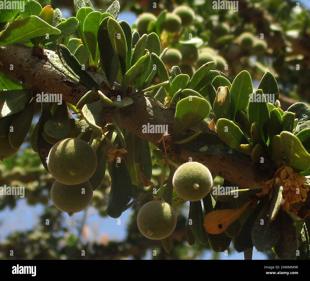 Stink Shepherdstree (Boscia foetida) Plantae Stock Photo - Alamy